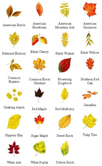 Victorian Lifestyle Fall Activities Tree Identification Leaf