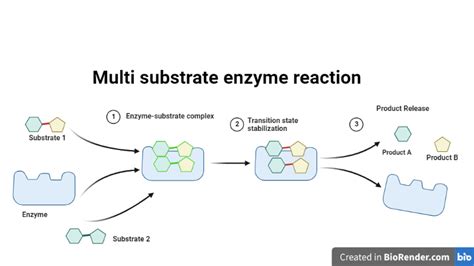 enzyme reaction single substrate and multisubstrate enzyme reaction