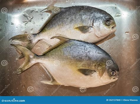 Whole Fresh Raw Golden Pompano Fish Freshly Caught Silver Yellow