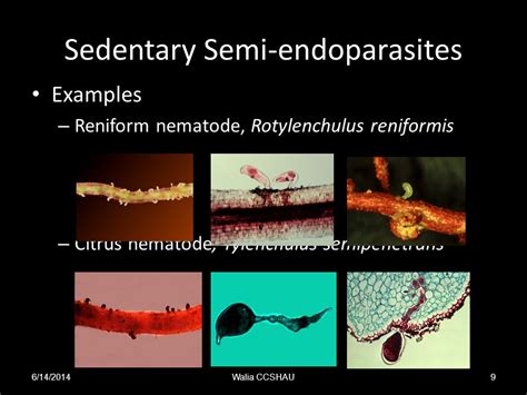 Lecture 5 Classification Of Nematodes On The Basis Of Phytoparasitism