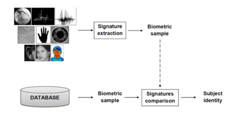 Biometric Theory Flashcards Quizlet
