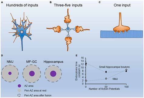 Frontiers The Active And Periactive Zone Organization And The Functional Properties Of Small
