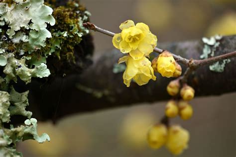 桜の木の側で GANREF