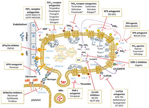Platelet Structure Diagram