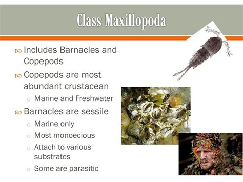 Ppt Phylum Arthropoda Powerpoint Presentation Free Download Id