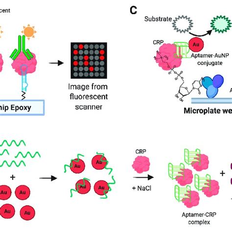 Examples Of Aptasensors For C Reactive Protein Aptamer Based Chip For Download Scientific