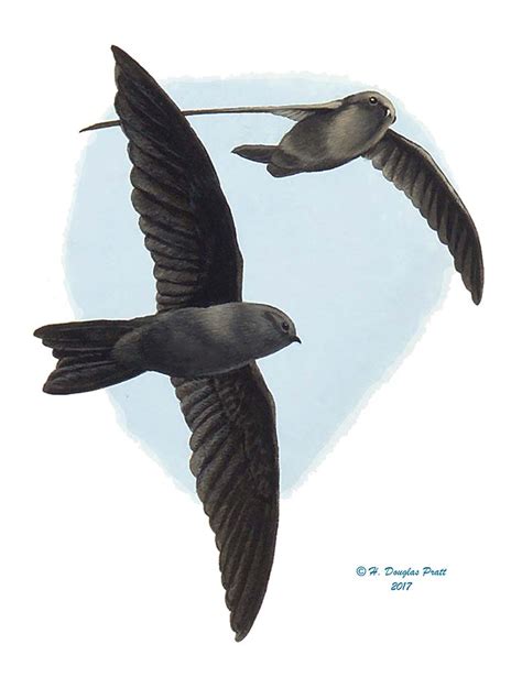Mariana Gray Swiftlet Guampedia