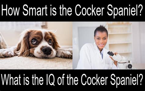 How Smart The Cocker Spaniel Is Compared To Other Dogs And Humans