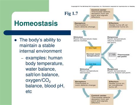 Ppt Unit 1 Body Organization And Homeostasis Powerpoint Presentation