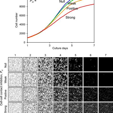 Cell Proliferation Simulation With Varied Cellcell Contact Inhibition Download Scientific