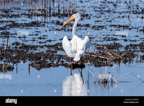 White Pelican With Breeding Horn That Is Shed After Mating Stock