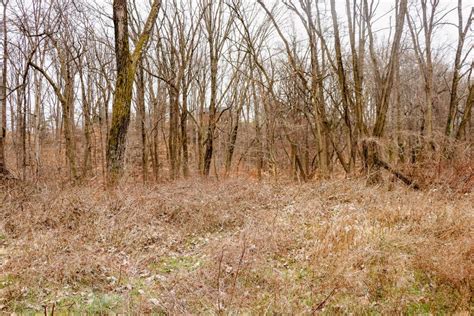 Rynex Natural Area City Of Alexandria Va