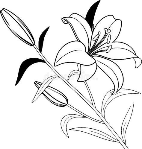 Elegant Giant Oriental Lily Black Stencil Clipart Design Stock