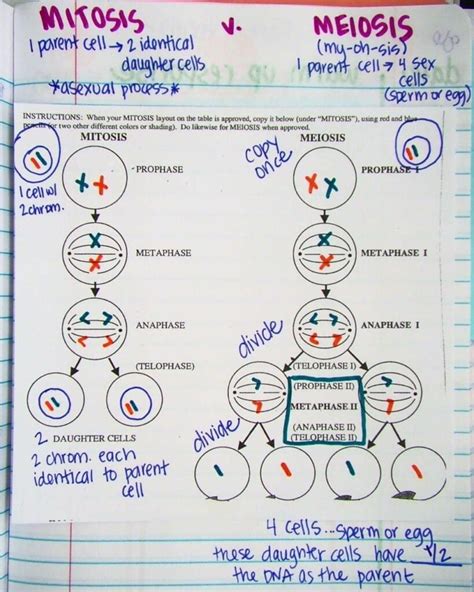 Meiosis Worksheet Answer Key Free Printables With Diagrams And Explanations
