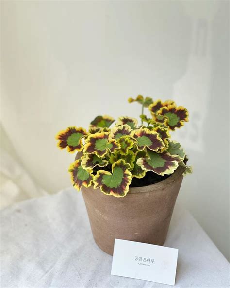 ෆ 하나의 잎에 아주 다양한 색감을 품고 있는 매력적인 식물 폴락제라늄 햇볕을 좋아해서 밖에서 키우면 잎의 색이 더욱 예쁘게