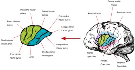 Insular Cortex Anatomy Download Scientific Diagram