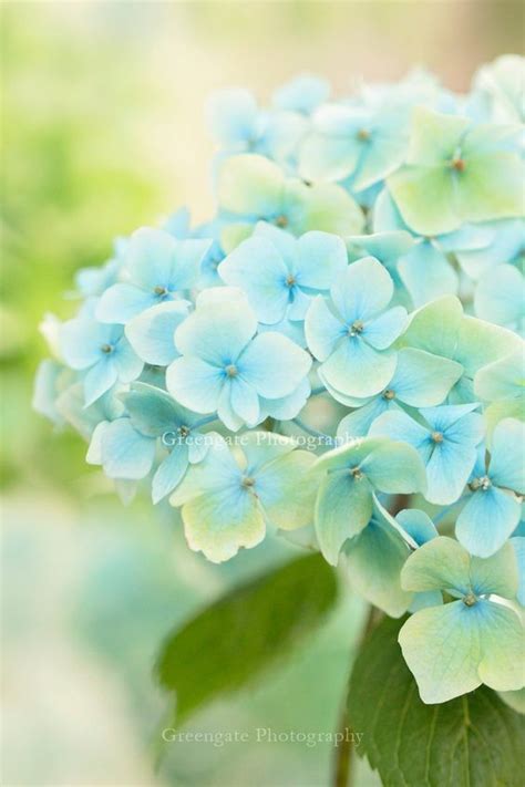 Using Hydrangea Fertilizer When And How To Fertilize Hydrangea Artofit