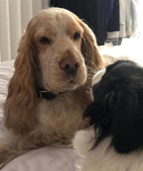 Sos Cocker Pon Un Cocker En Tu Vida