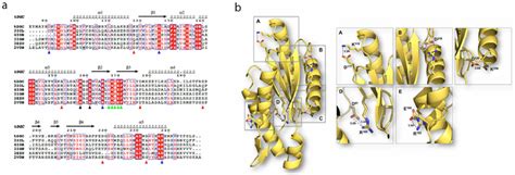 Structure Based Sequence Alignment Of Selected Dgcs And Salt Bridges Download Scientific
