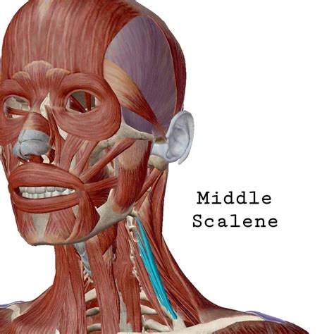 Middle Scalene Model