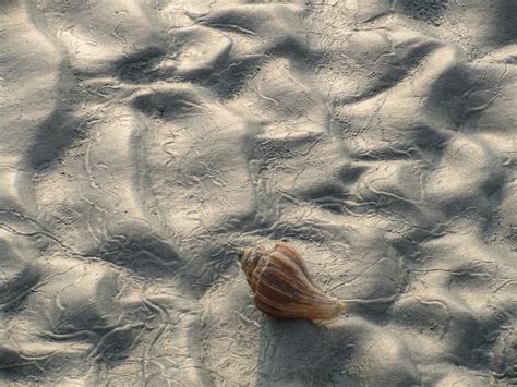 Brown Seashell On Gray Sand Photo Free Grey Image On Unsplash