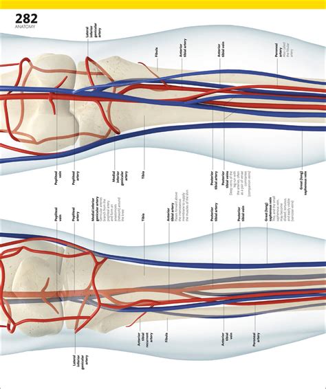 Posterior Tibial Recurrent Artery