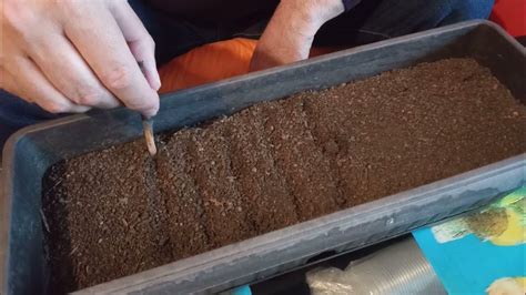 Как да си направи разсад пипер Youtube