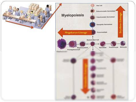 Solution 3 Bone Marrow Aspirate Biopsy Studypool