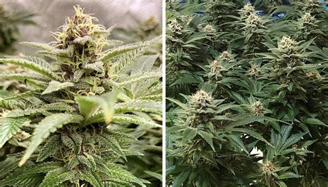 All You Need To Know About Flowering Cannabis Plants Herbies Seeds