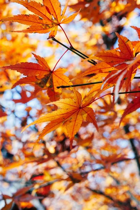 햇빛 속의 생생한 가을 단풍잎 · 무료 스톡 사진