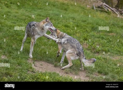 Two Adult Male Eurasian Gray Wolves Canis Lupus Lupus Social
