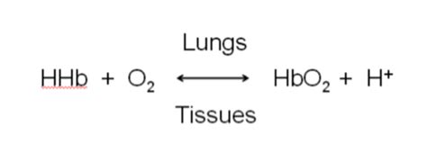 A And P Lecture Exam 4 Q2 Flashcards Quizlet