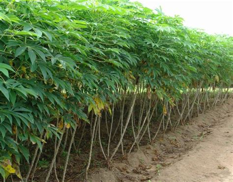 Agronomic Practices Involved In Cassava Farming Justagric