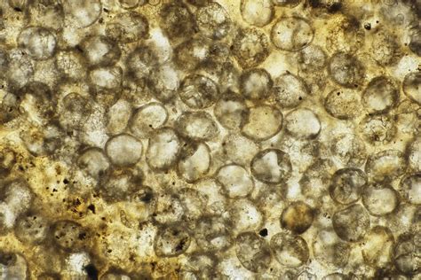 Fossil Evidence Cyanobacteria At Marilyn Munford Blog