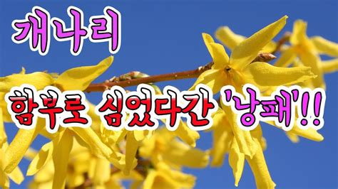밭가에 개나리를 심지 말아야 하는 이유 Youtube