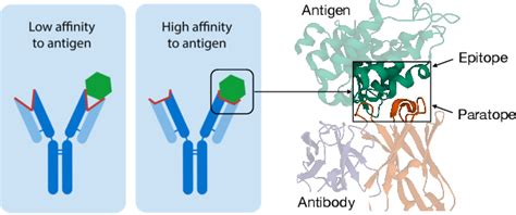 figure 1 from antibody antigen docking and design via hierarchical