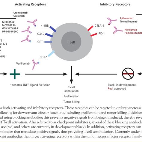Mmunotherapies Targeting T Cell Receptors Currently Approved Or In Download Scientific Diagram