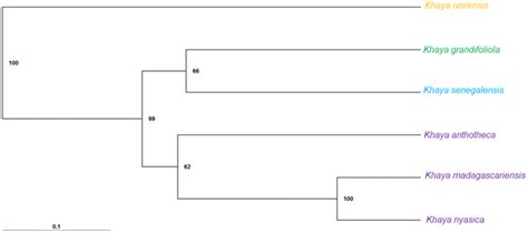 Dendrogram Based On A Cluster Analysis Upgma Unweighted Pair Group