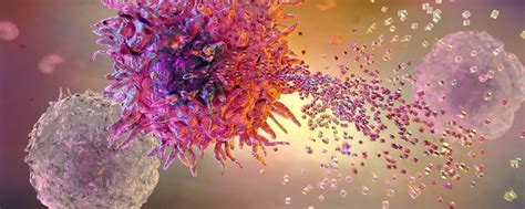 Measures T Cell Memory Phenotype And Function At Different Stages While