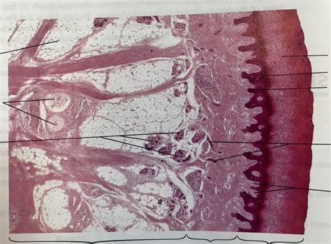 Skin Histology Diagram