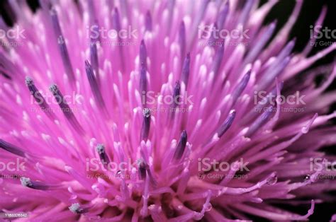 보라색 엉 겅 퀴의 아름 다운 꽃입니다 우엉의 분홍색 꽃 우엉 가시 꽃 클로즈업 꽃 엉 겅 퀴 또는 우유 엉 겅 퀴 초본 식물 우유 엉겅퀴 카르두우스 얕은 피사계 심도