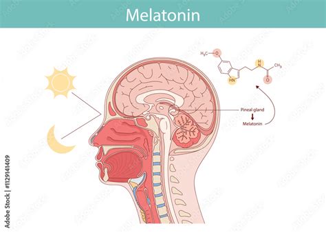 Melatonin Hormone Pineal Gland Anatomical Cross Section Stock Vector