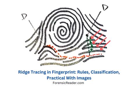 Ridge Tracing In Whorl Fingerprint Rules Practical With Images
