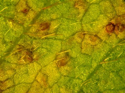 Soybean Rust Is Here Too Late To Cause Much Yield Loss Three Rivers