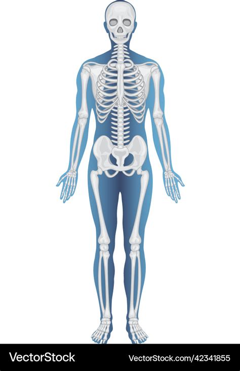 Skeleton Structure Of Human Body