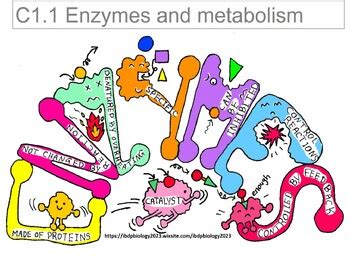 Enzymes Structure Function Control And Significance By Growing Thinkers