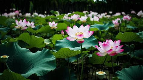 녹색 들판에 분홍 연꽃 초여름의 아름다운 꽃 화려하고 아름다운 연꽃 고화질 사진 사진 꽃 배경 일러스트 및 사진 무료 다운로드 Pngtree