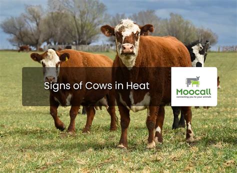 Signs Of Cows In Heat