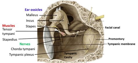 Tympanic Cavity Anatomy Qa