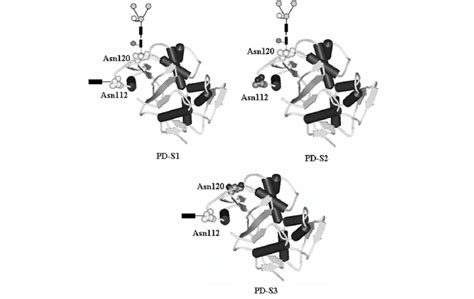 Schematic Representation Of The Post Translational Modifications Of The